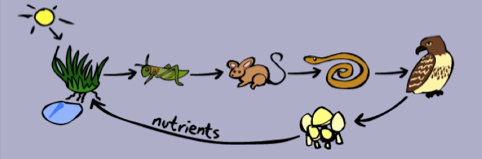 The Science Behind Holganix: What is the soil food web?