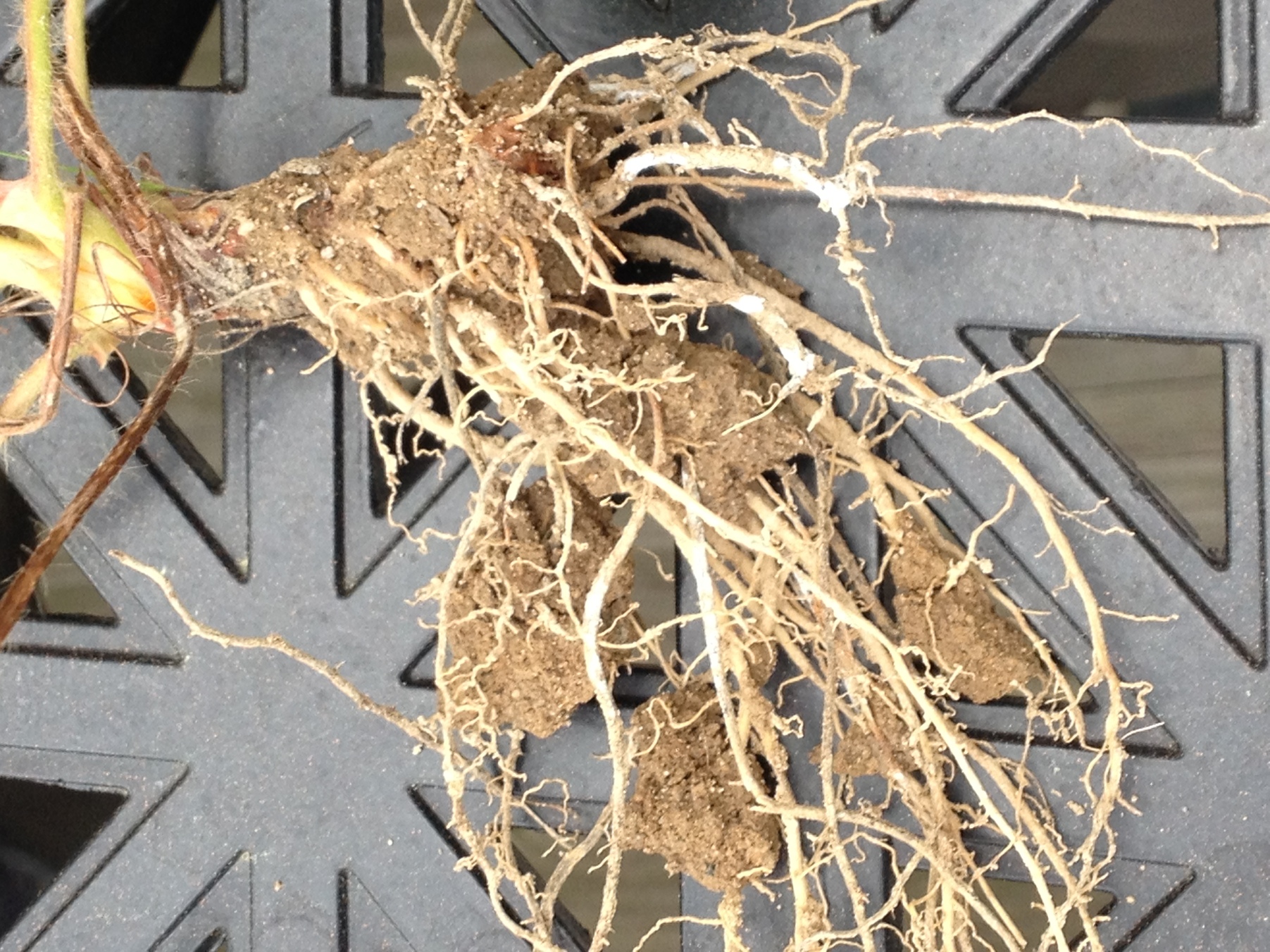 What You Don't Know About Endo & Ecto Mycorrhizae
