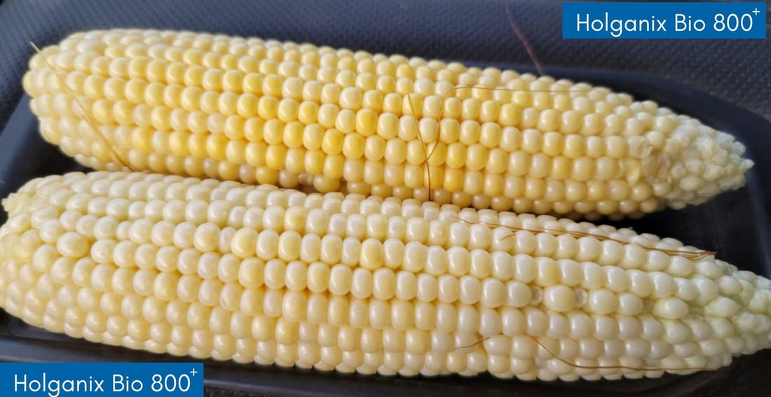 Pulling Roots? 6 Measurements To Take When Pulling Roots in Corn & Soybeans