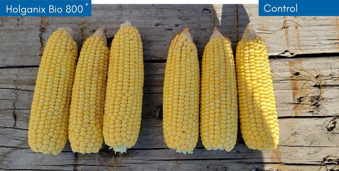 Pulling Roots? 6 Measurements To Take When Pulling Roots in Corn & Soybeans