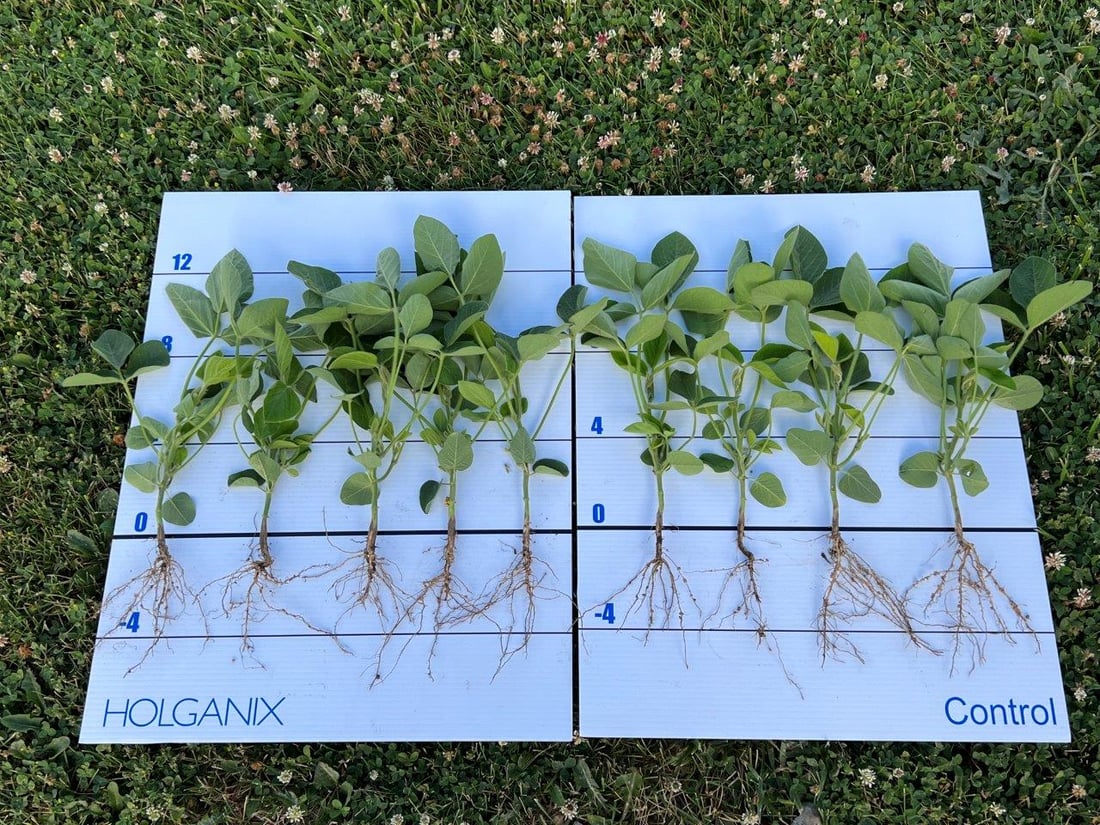 Pulling Roots? 6 Measurements To Take When Pulling Roots in Corn & Soybeans