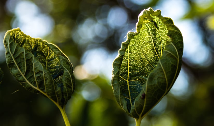 4 Problems Facing Trees & Shrubs In Summer