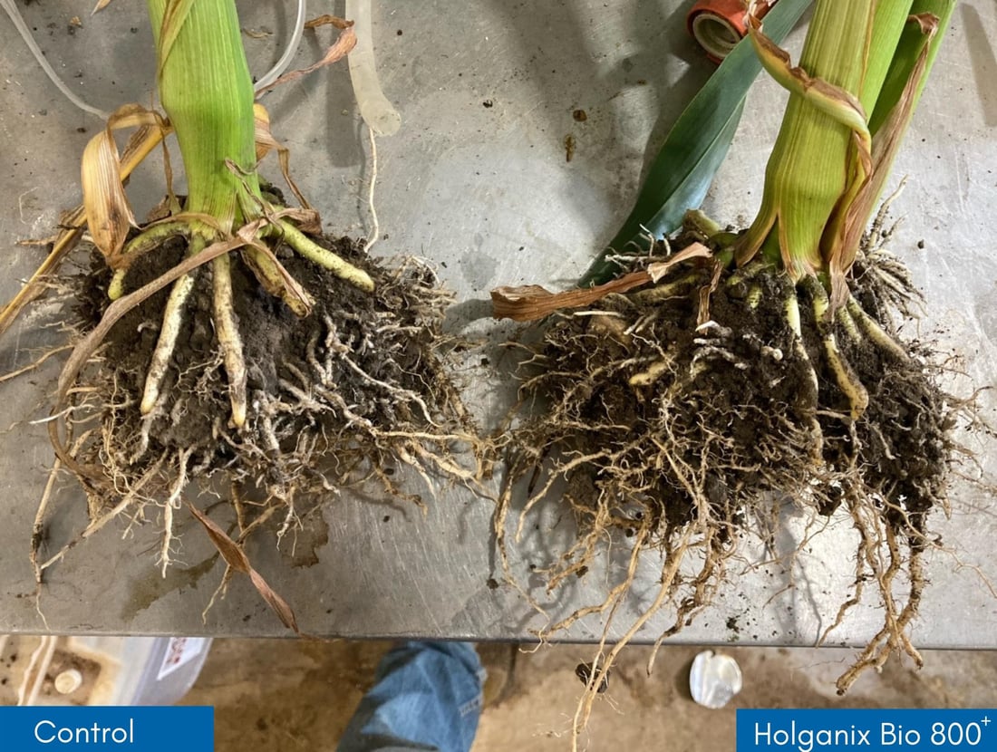 Pulling Roots? 6 Measurements To Take When Pulling Roots in Corn & Soybeans