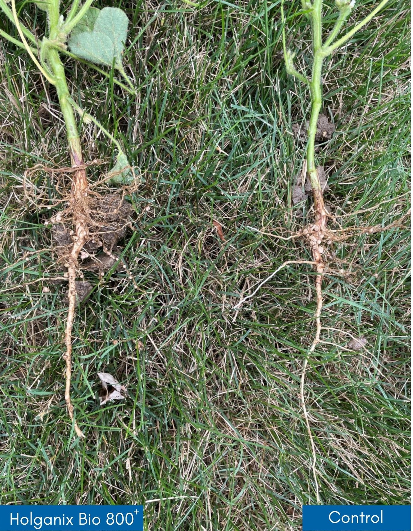 Pulling Roots? 6 Measurements To Take When Pulling Roots in Corn & Soybeans