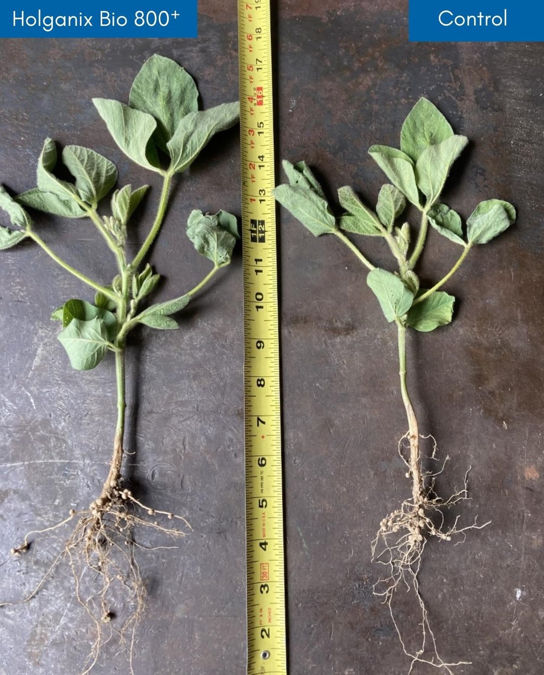 Pulling Roots? 6 Measurements To Take When Pulling Roots in Corn & Soybeans