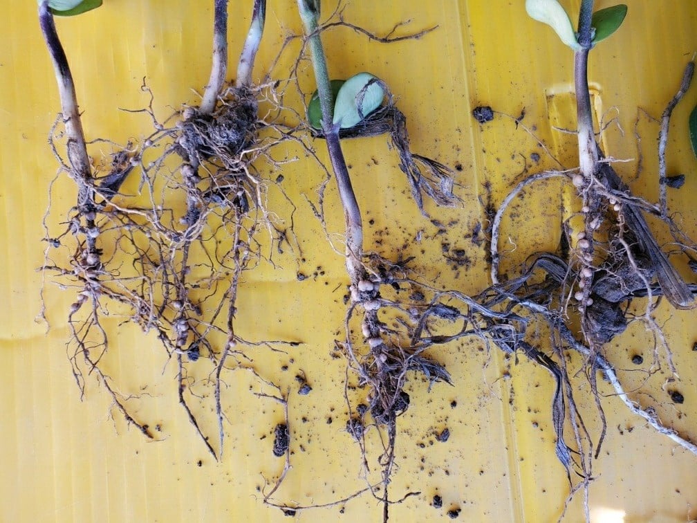 Pulling Roots? 6 Measurements To Take When Pulling Roots in Corn & Soybeans
