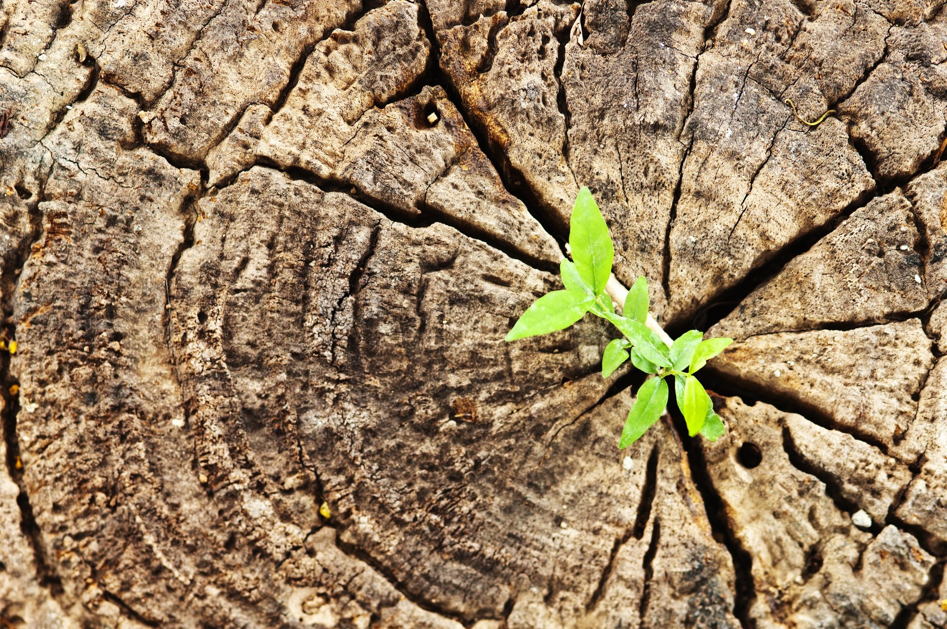 Plant Tissue Is Cooler Than You Think.
