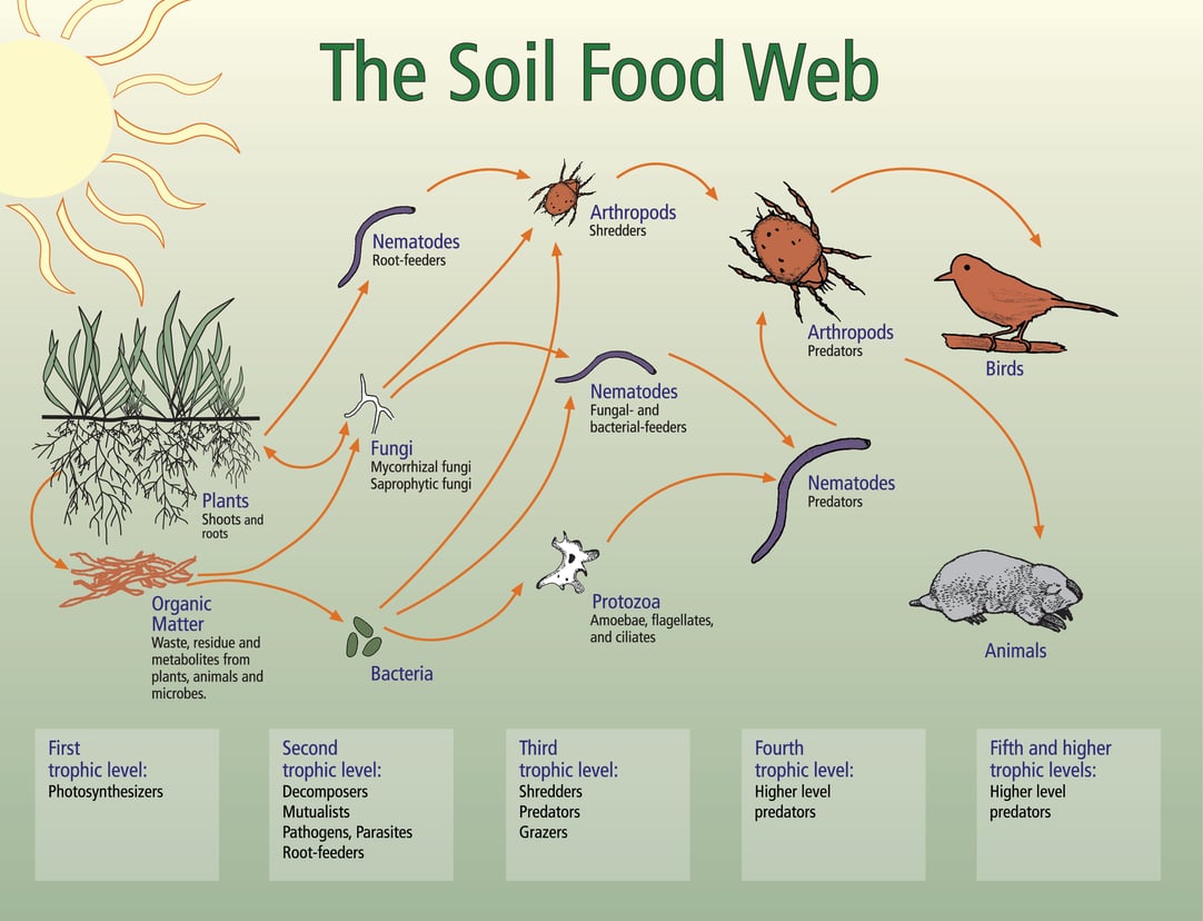 What is the Soil Food Web?