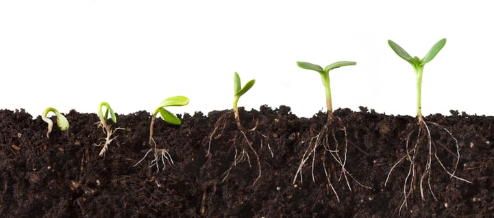 The 6 Essential Nutrients for Healthy Plants The 6 Essential Nutrients for Healthy Plants