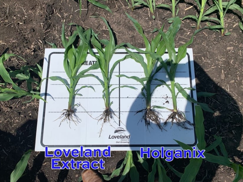 Pulling Roots? 6 Measurements To Take When Pulling Roots in Corn & Soybeans