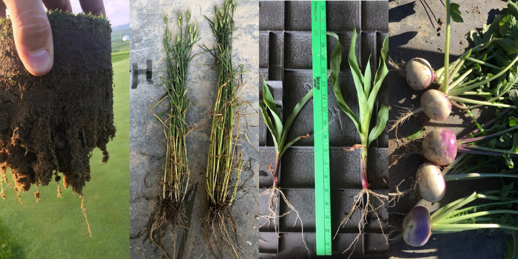 Dig Up Your Roots, Snap a Picture, and WIN Holganix Swag!