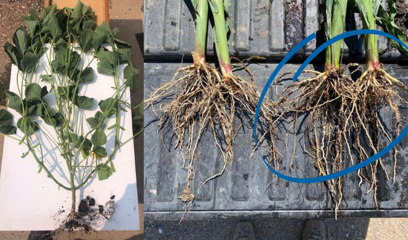 Dig Up Your Roots, Snap a picture, and WIN Holganix Swag