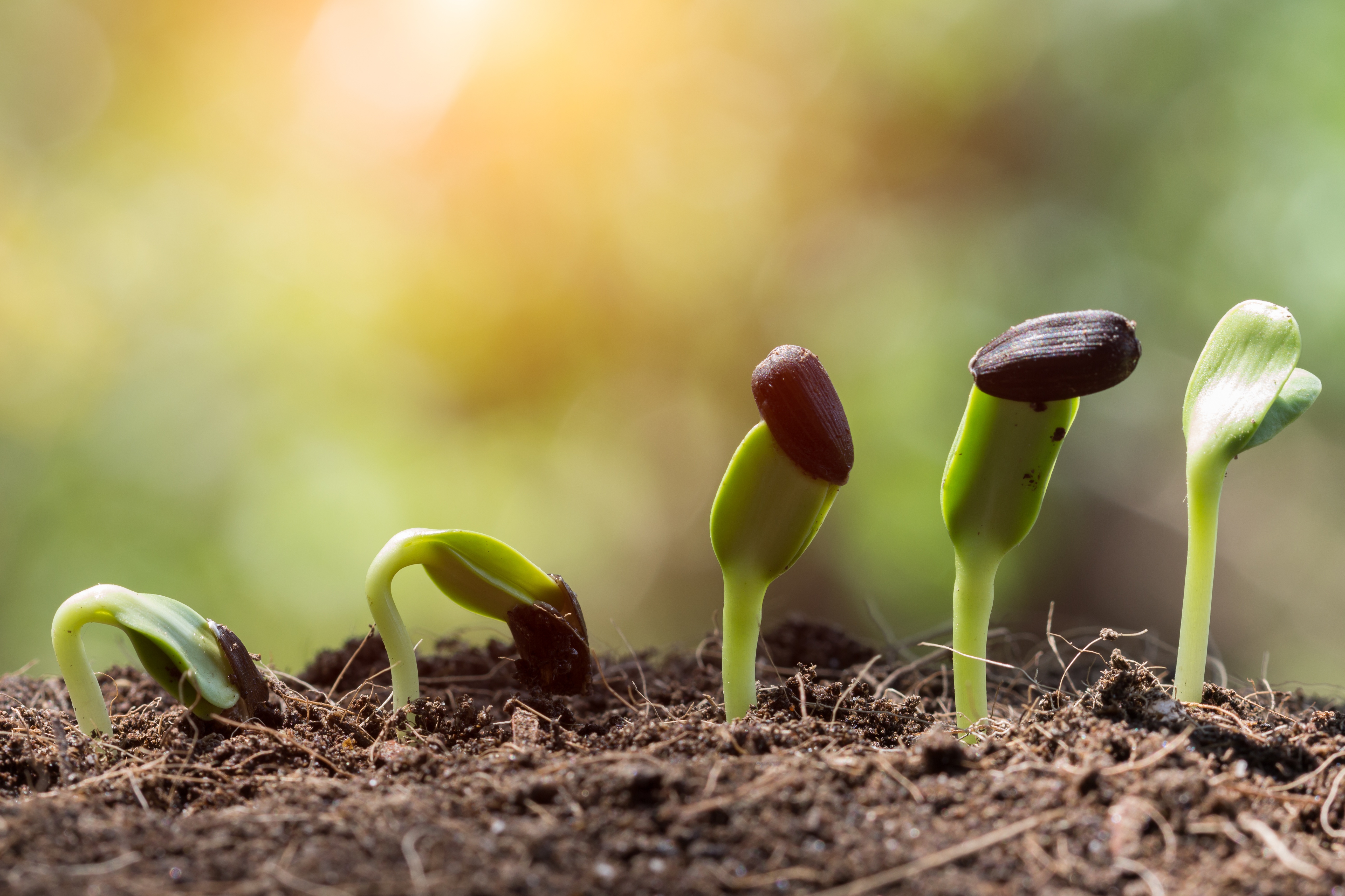 5 Types of Soil Microbes to Nurture Plant and Soil Health 5 Types of Soil Microbes to Nurture Plant and Soil Health